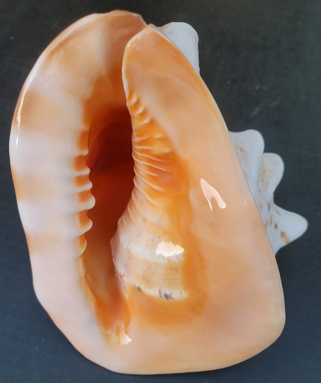 Cassis Cornuta, Yellow Helmet Shell Horn, Helmet Conch Shell, Beach ...