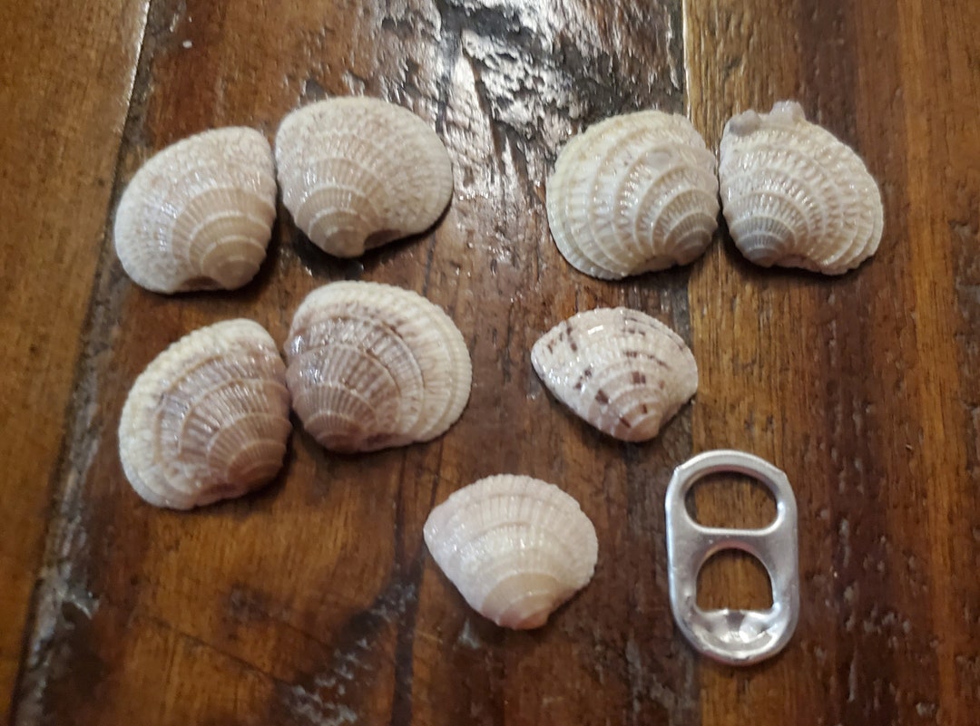 Cross Barred Venus Seashells - Etsy