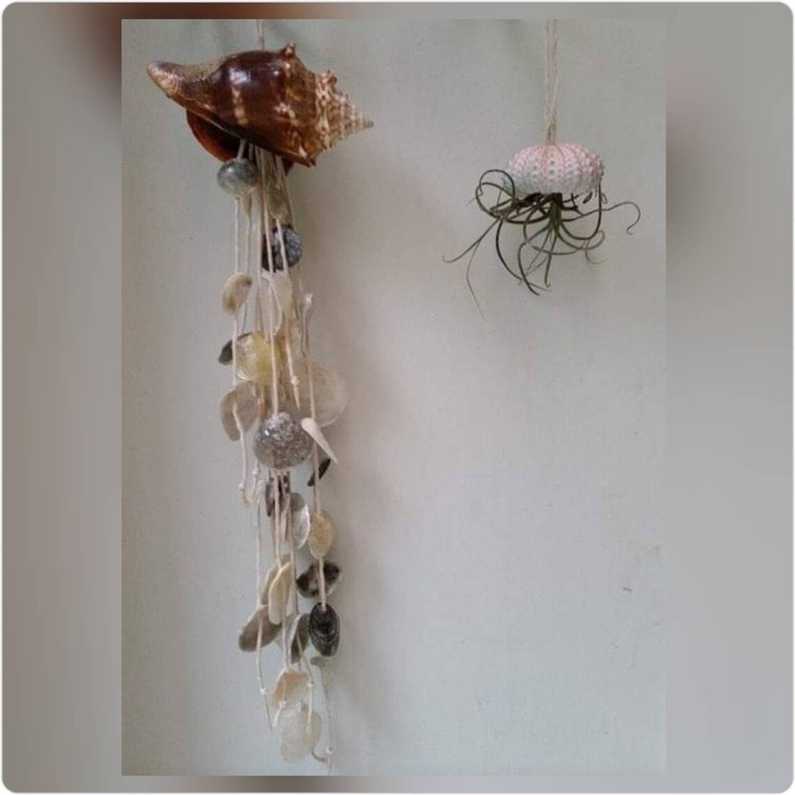 Conch Shell With Jingle Shells Wind Chime - Etsy