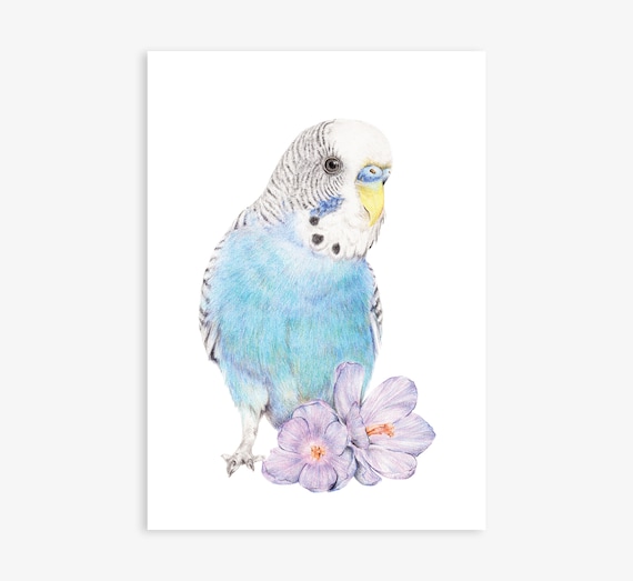 Realistic Parakeet Drawing