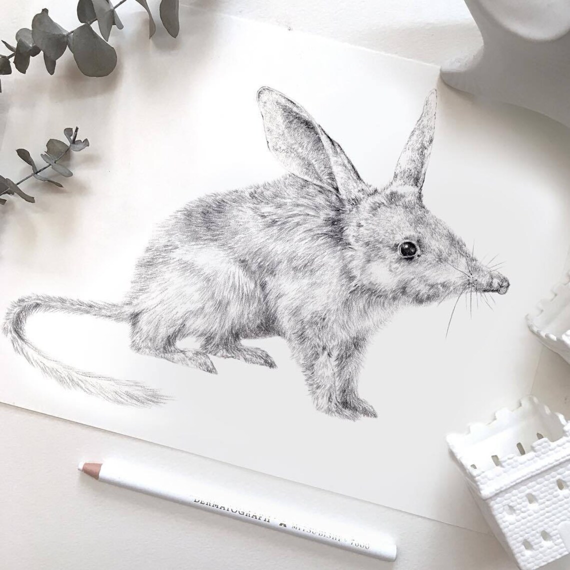 Bilby Art Print Australian Animal Bilby Illustration | Etsy