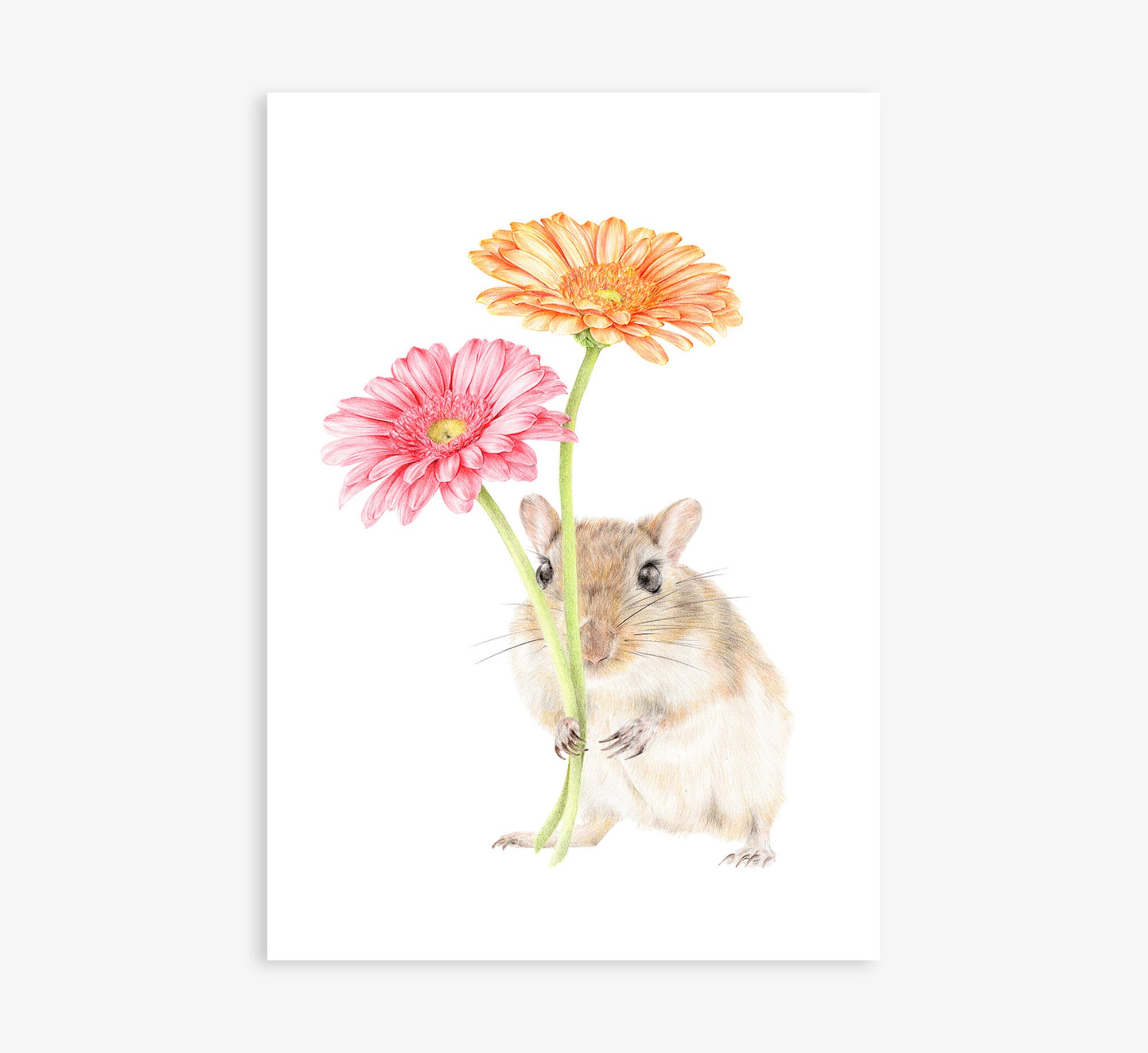 Cute Gerbil Drawing