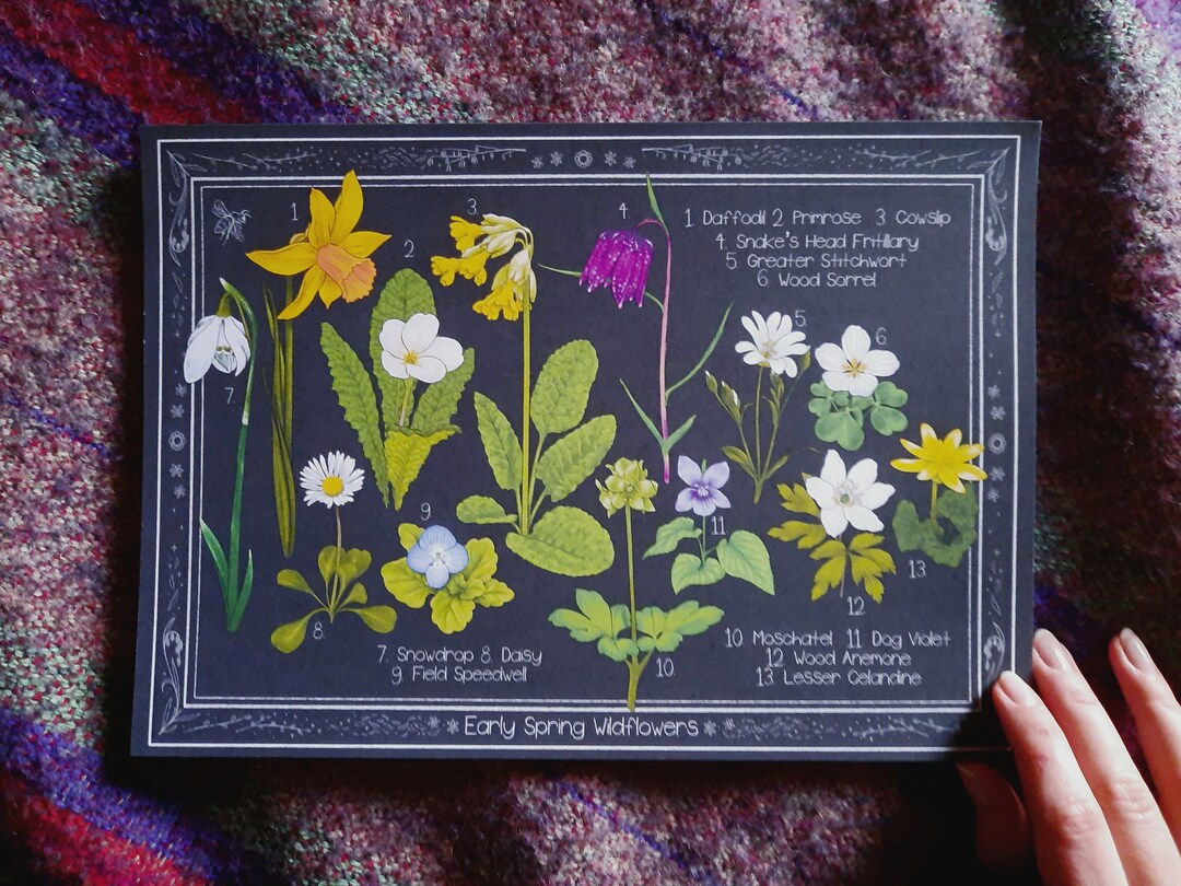 Blodau Gwanwyn // Spring Wildflowers Botanical Poster, English or Welsh ...