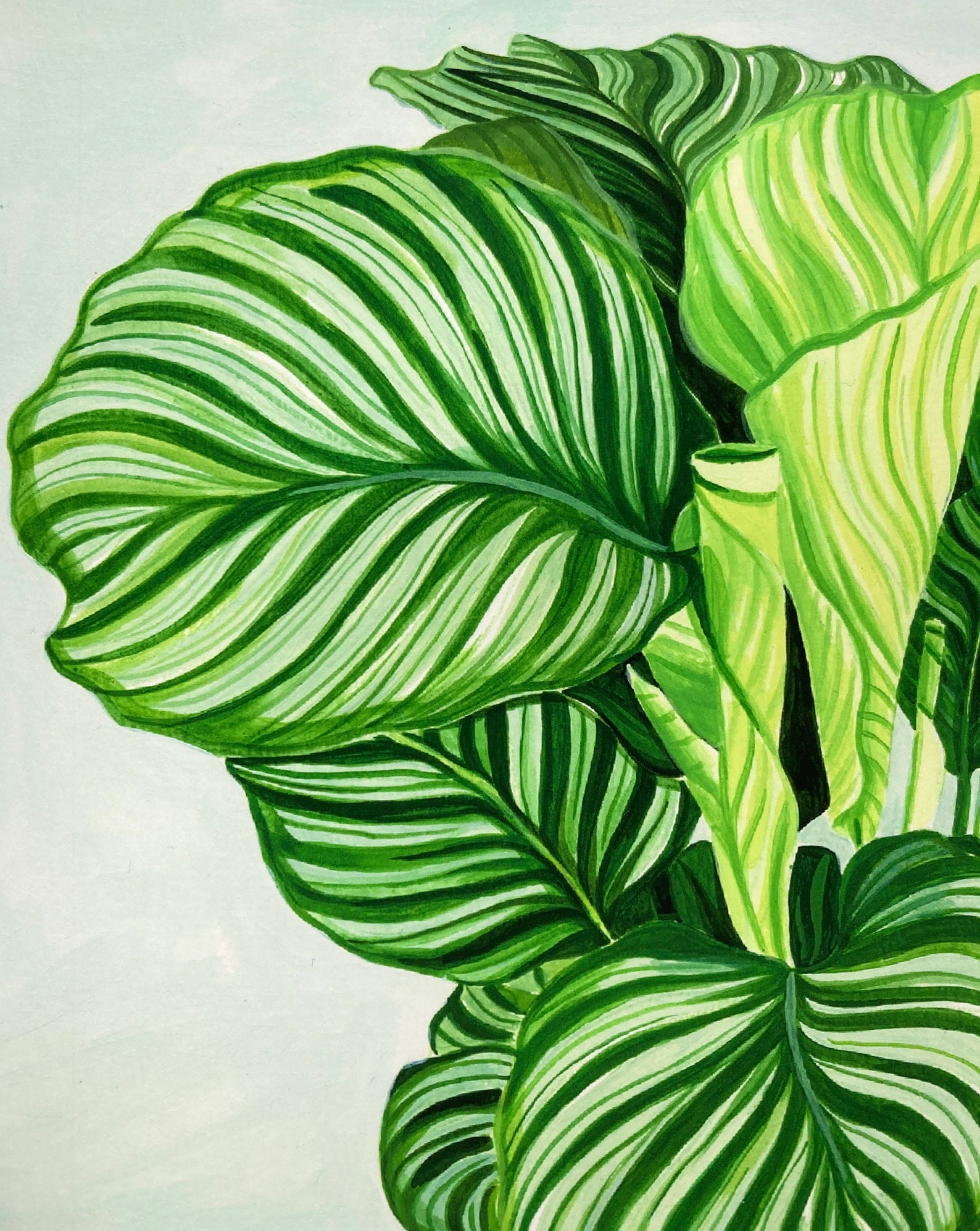 High Quality Print of My Calathea Painting, Wall Art, Art Print for ...