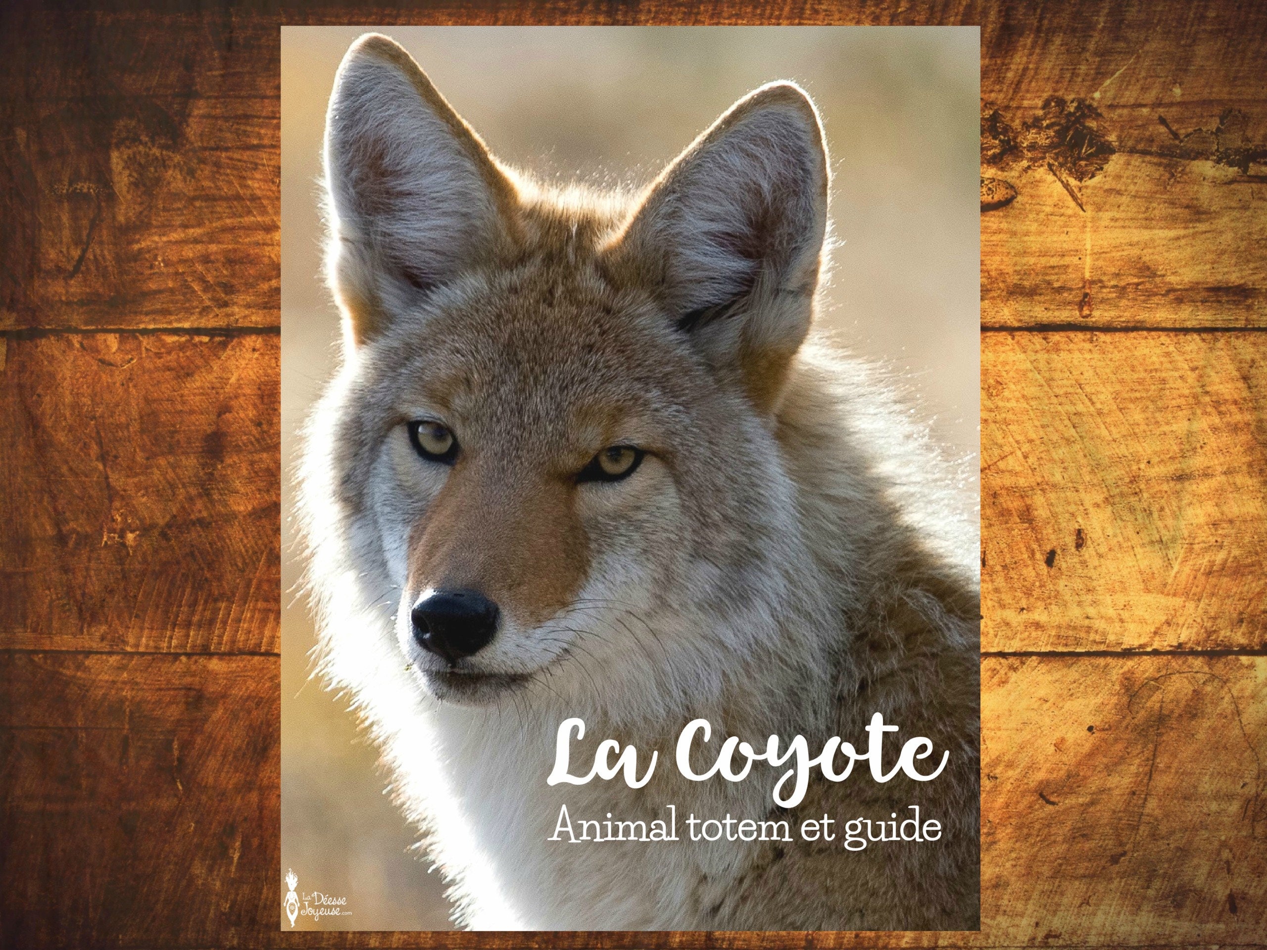 Coyote Animal Totem