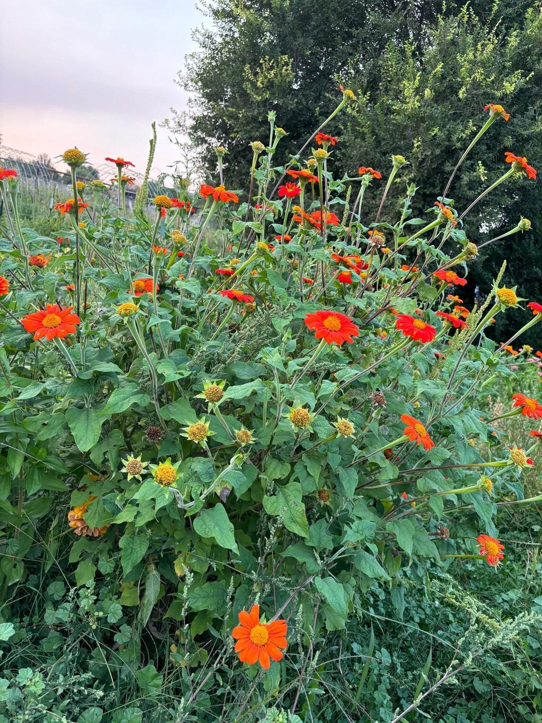 25 Tithonia Torch Red or Yellow Mexican Sunflower Seeds TALL PLANT 4-6 ...