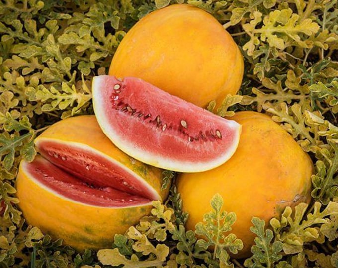 10 Royal Golden Watermelon Seeds, Heirloom - Etsy
