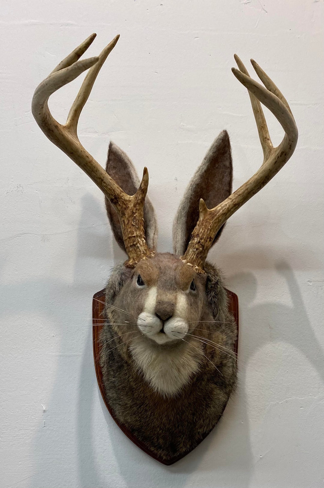 Jackalope Trophy Mount 18x10x10 Needle Felt Sculpture - Etsy