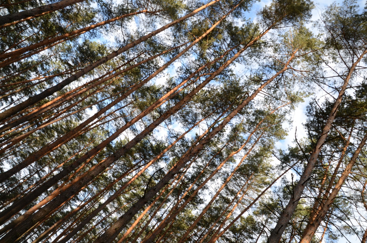 Forest of Tall Trees, Ukraine - Etsy UK