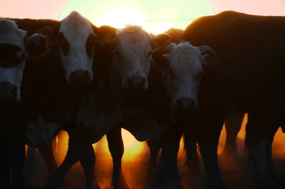 Cattle Of The Sun