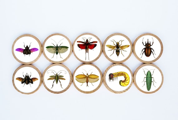 Insect Magnet Set / Set of 10 / 2 3/8 X 1/4 Inches / Set 1 / | Etsy