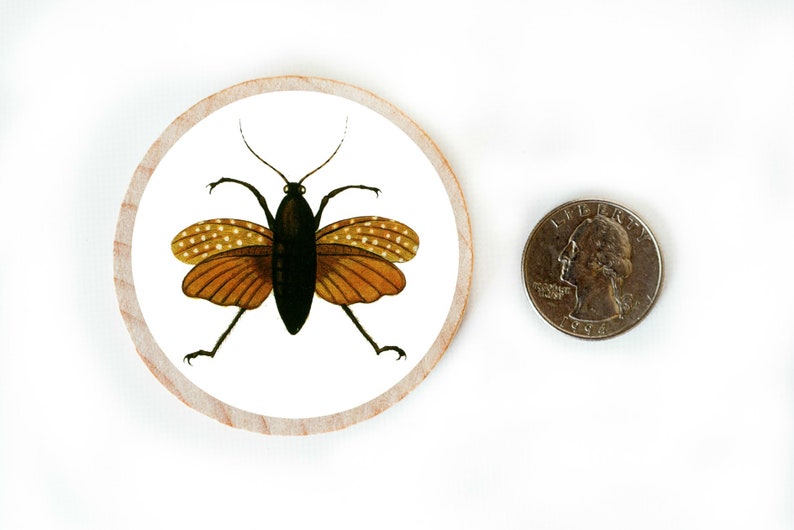 Insect Magnet Set / Set of 10 / 2 3/8 X 1/4 Inches / Set 2 / - Etsy