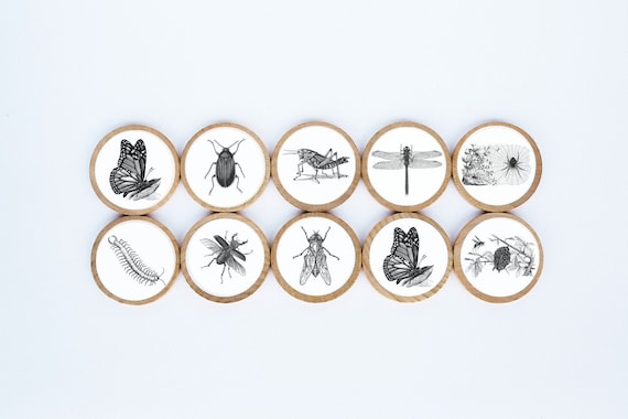 Insect Magnet Set / Set of 10 / 2 3/8 X 1/4 Inches / - Etsy