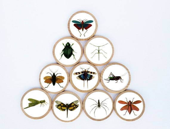 Insect Magnet Set / Set of 10 / 2 3/8 X 1/4 Inches / Set 2 / | Etsy