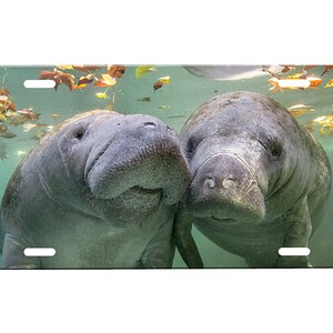 Manatee License Plate With Custom Background Options - Etsy