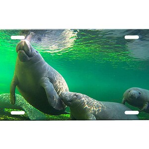 Manatee License Plate With Custom Background Options - Etsy