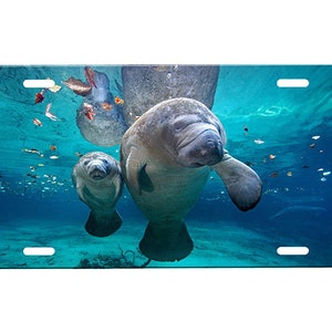 Manatee License Plate With Custom Background Options - Etsy