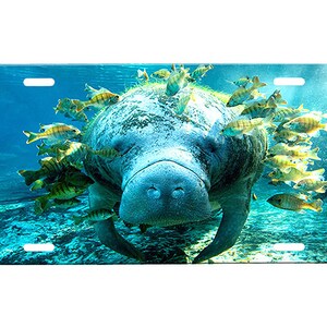 Manatee License Plate With Custom Background Options - Etsy