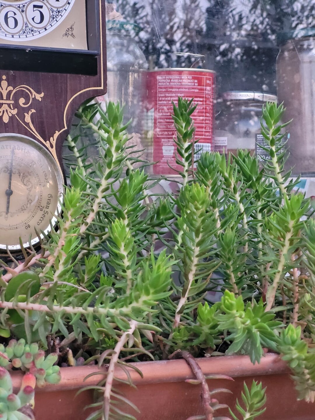 Sedum Rupestre 5 Cuttings Easy Plant Quick Growing - Etsy Singapore