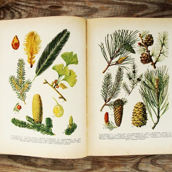 Botanical Book Plate - Etsy