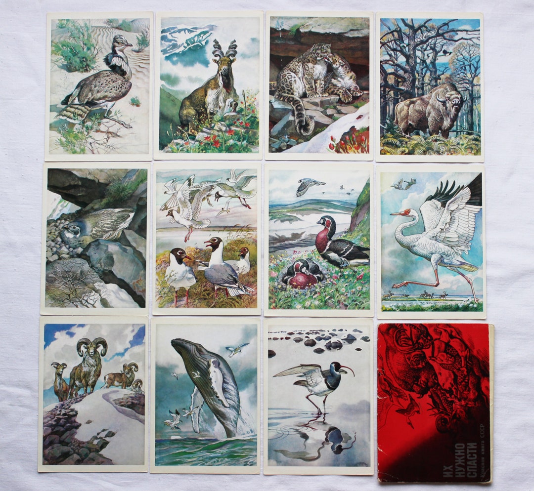 Rare Animals Birds Cards, Set 16 Vintage Animal Postcards, 1979 ...