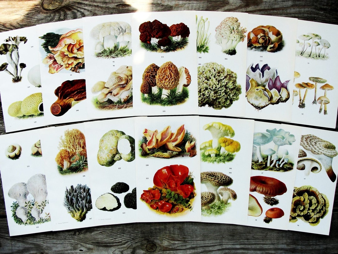 Vintage Mushroom Book Pages Set of 14, Botanical Prints Kit, Fungi ...