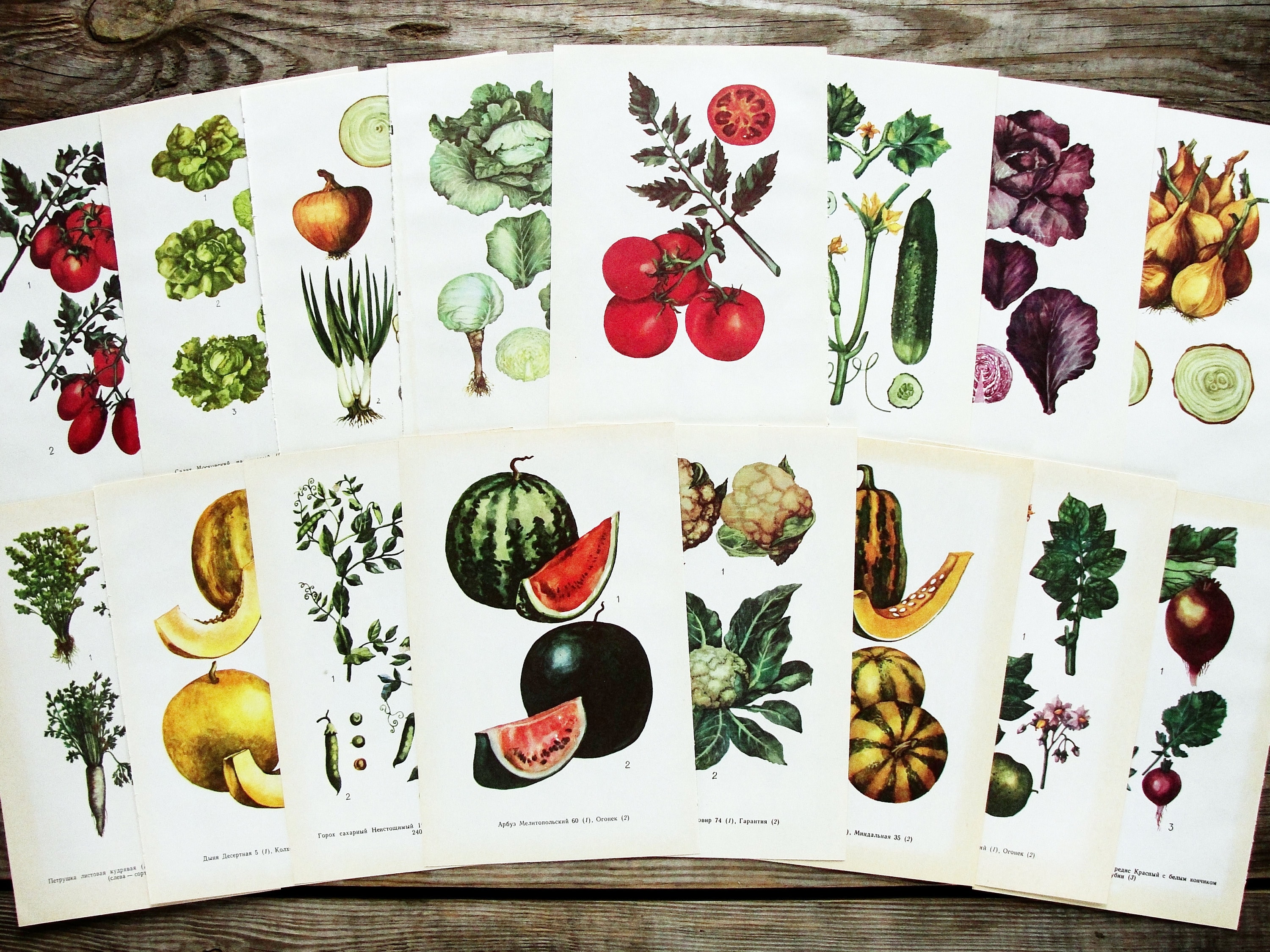 Vegetable Garden Art Print Set of 16 Vintage Botanical Book | Etsy