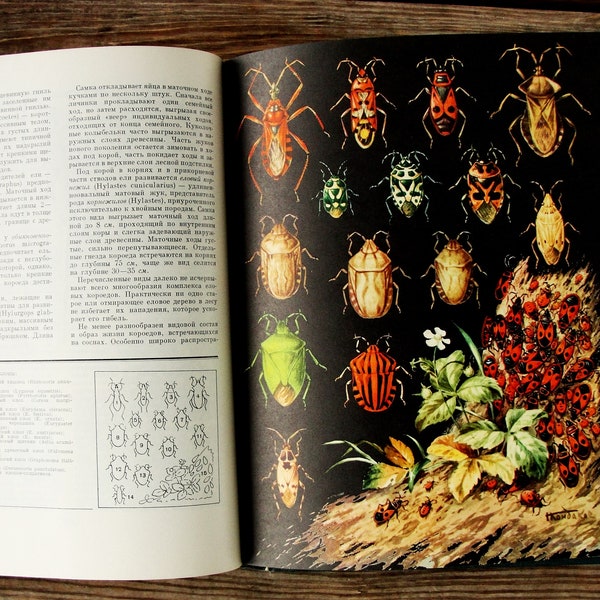 Entomology - Etsy