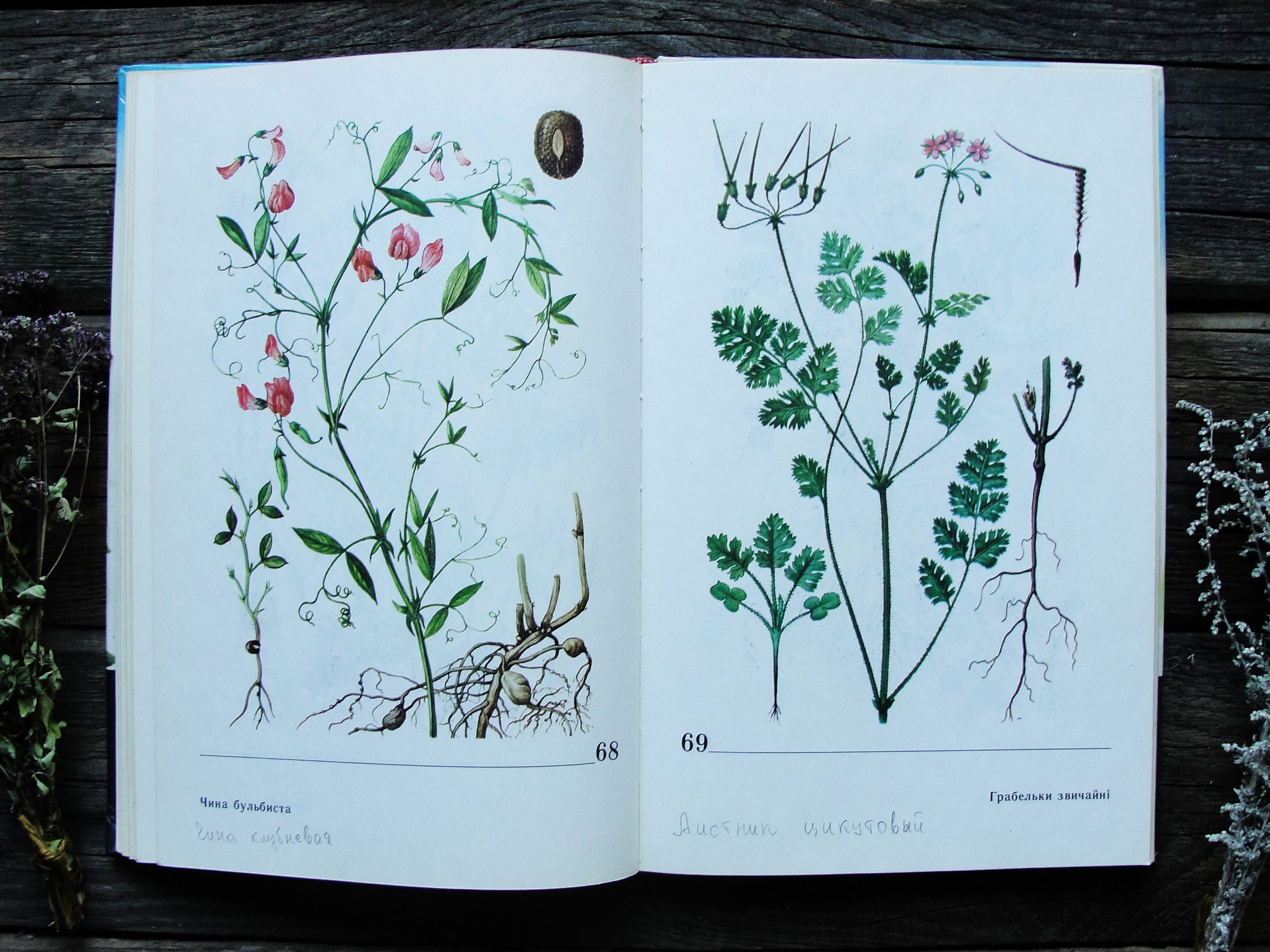 RARE Vintage Illustrated Botanical Book 1988 | Etsy