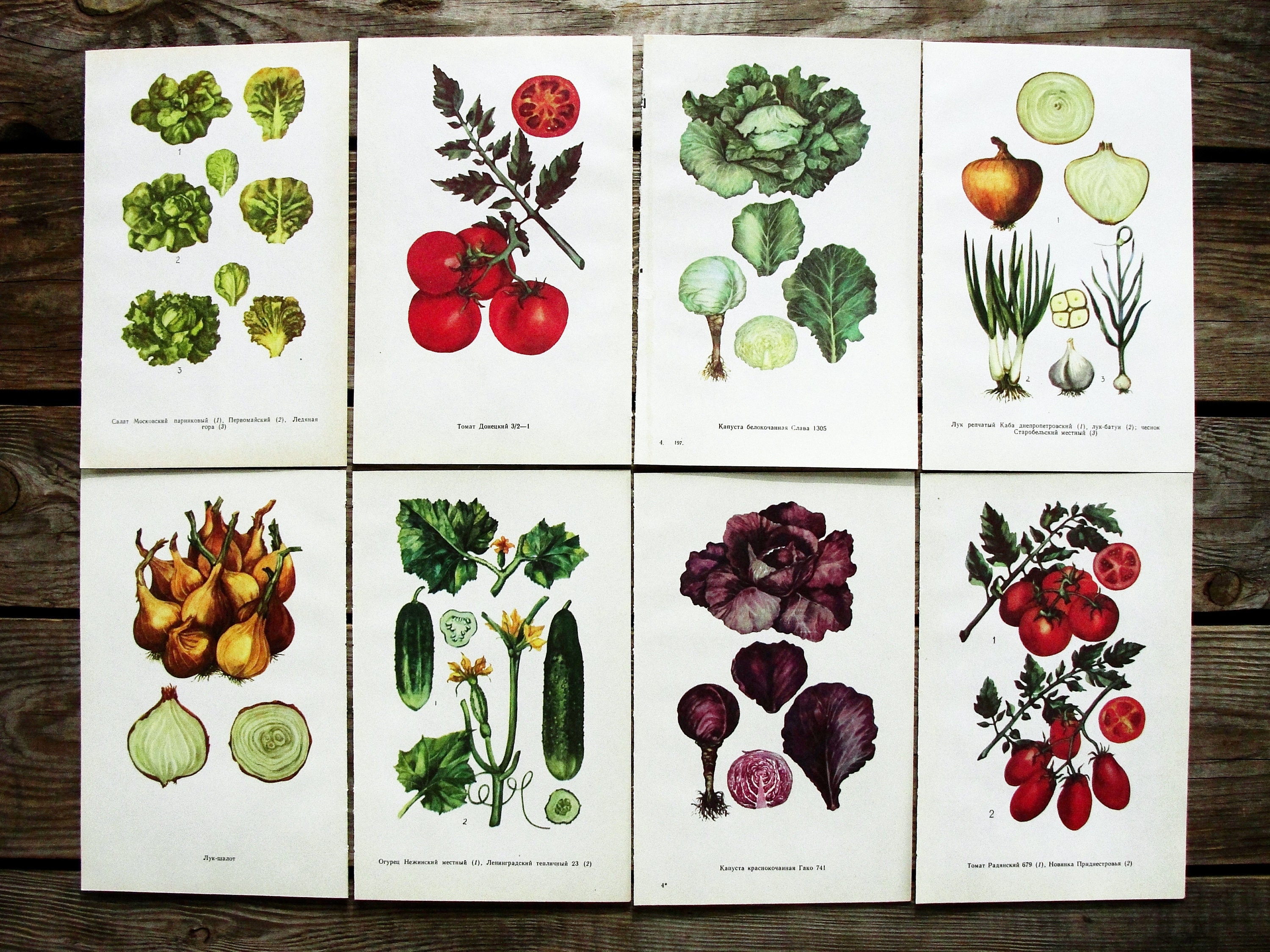 Vegetable Garden Art Print Set of 16 Vintage Botanical Book | Etsy