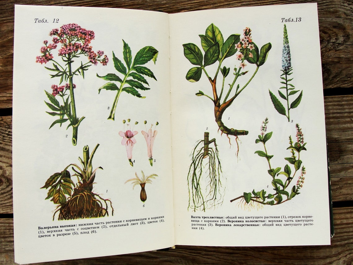 Healing Herbs Guide Book Vintage Illustrated Botanical Book | Etsy