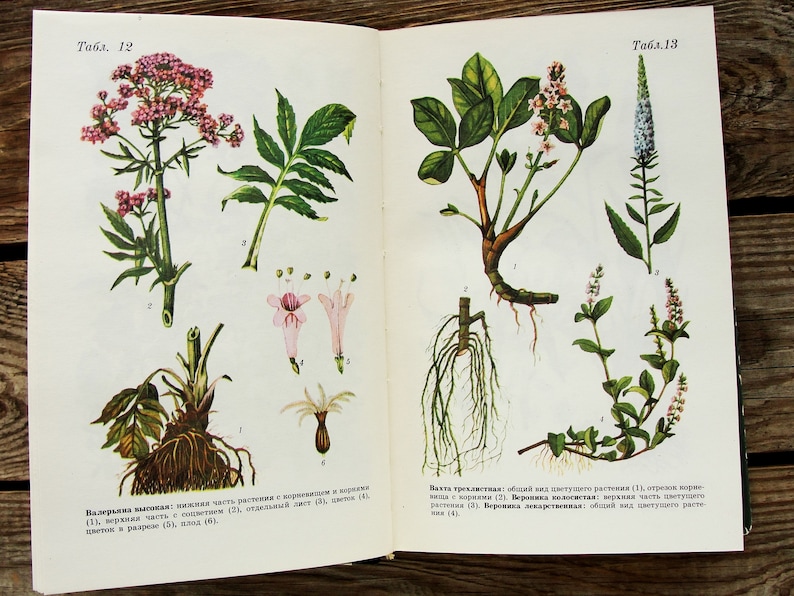 Healing Herbs Guide Book Vintage Illustrated Botanical Book - Etsy