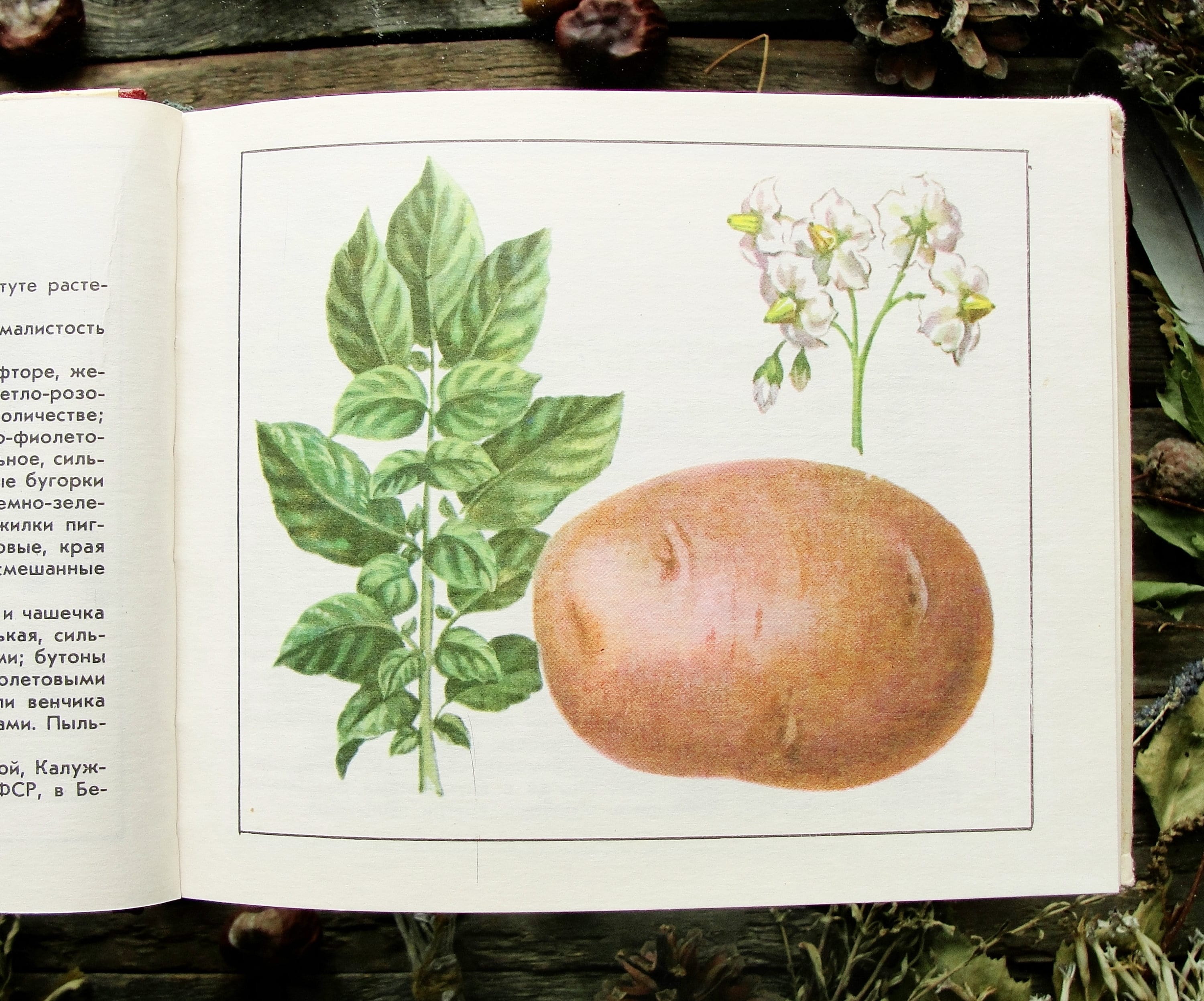 Potato Flower Drawing