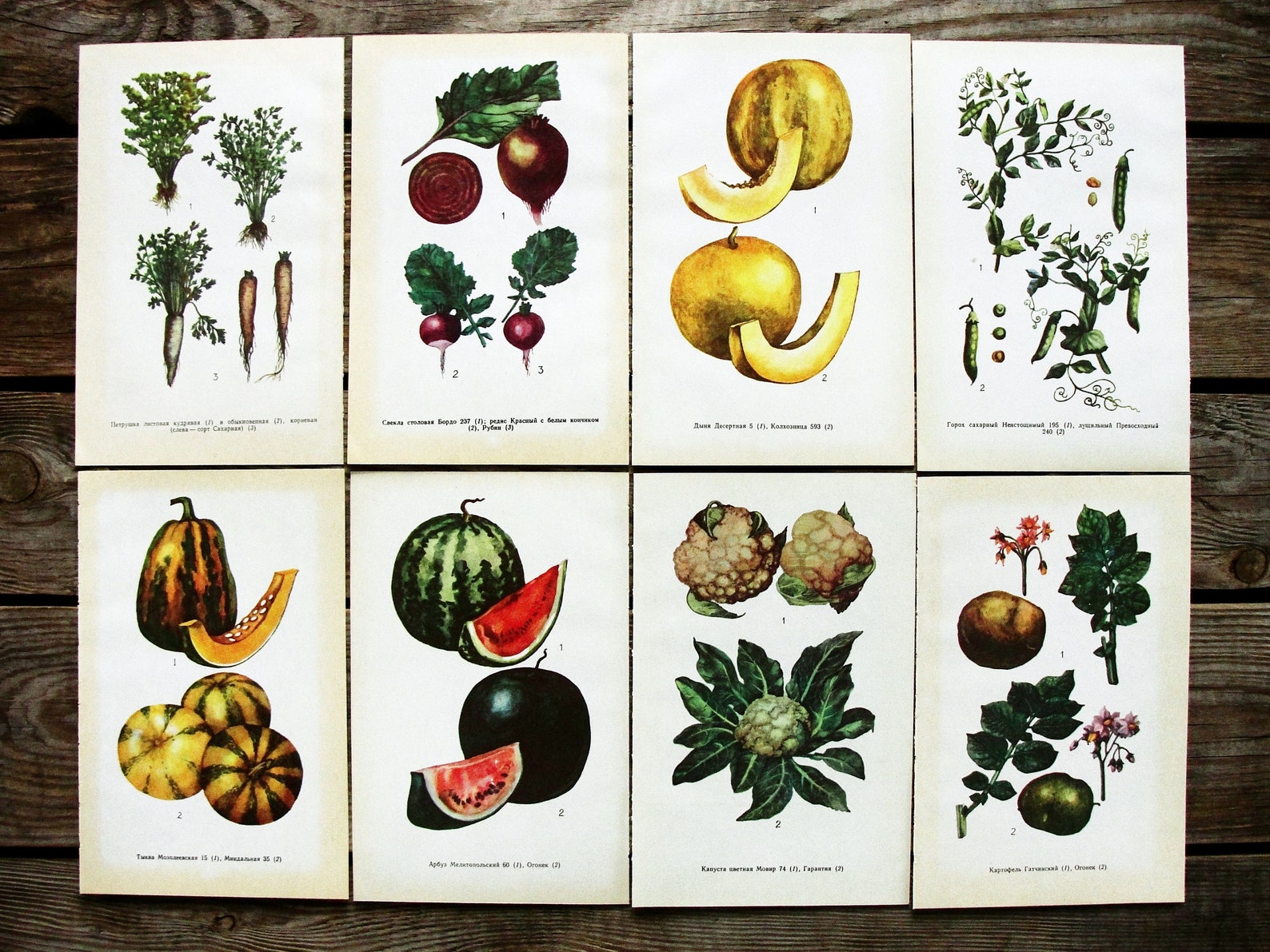 Vegetable Garden Art Print Set of 16 Vintage Botanical Book - Etsy