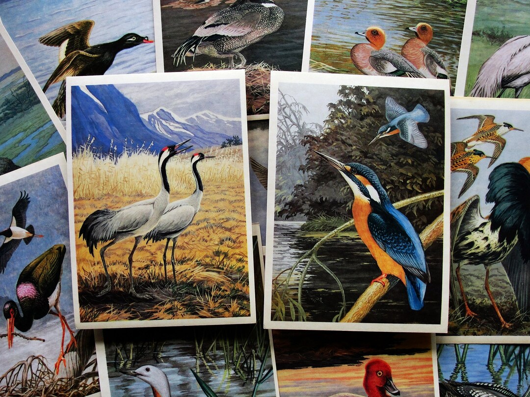 Vintage Bird Postcards Set of 16, Bird Cards A6 Size, 1986, Birds ...