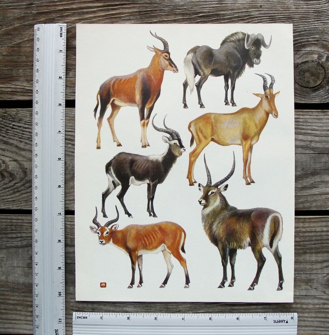 Animal Book Plates Set of 3 Original Vintage Animal Book | Etsy