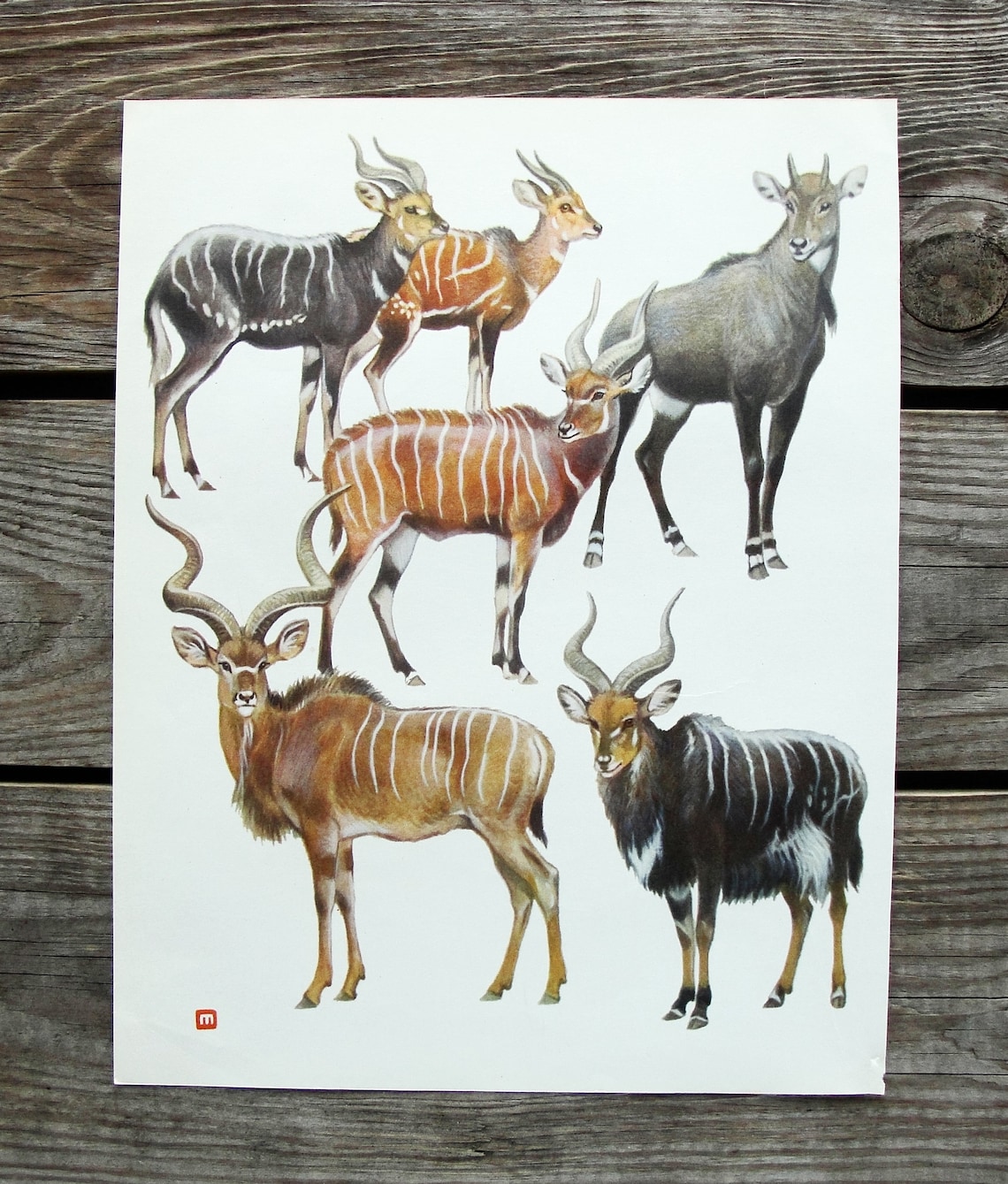 Animal Book Plates Set of 3 Original Vintage Animal Book | Etsy