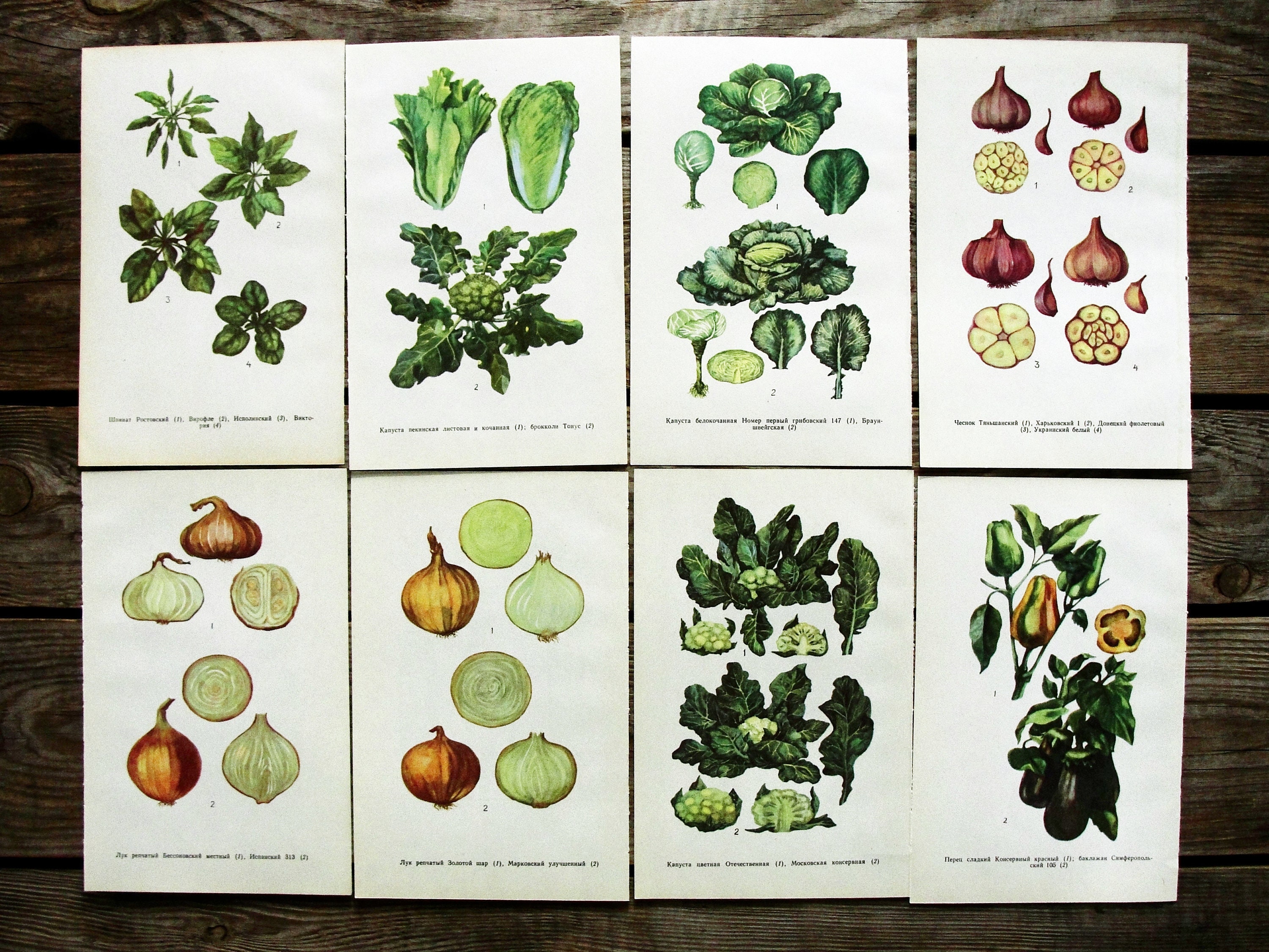 Vegetable Garden Art Print Set of 16 Vintage Botanical Book | Etsy