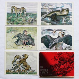 Rare Animals Birds Cards, Set 16 Vintage Animal Postcards, 1979 ...