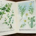 Healing Herbs Guide Book Vintage Illustrated Botanical Book - Etsy