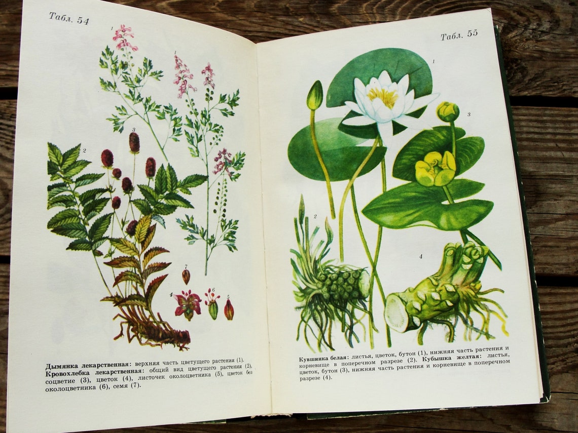 Healing Herbs Guide Book Vintage Illustrated Botanical Book - Etsy