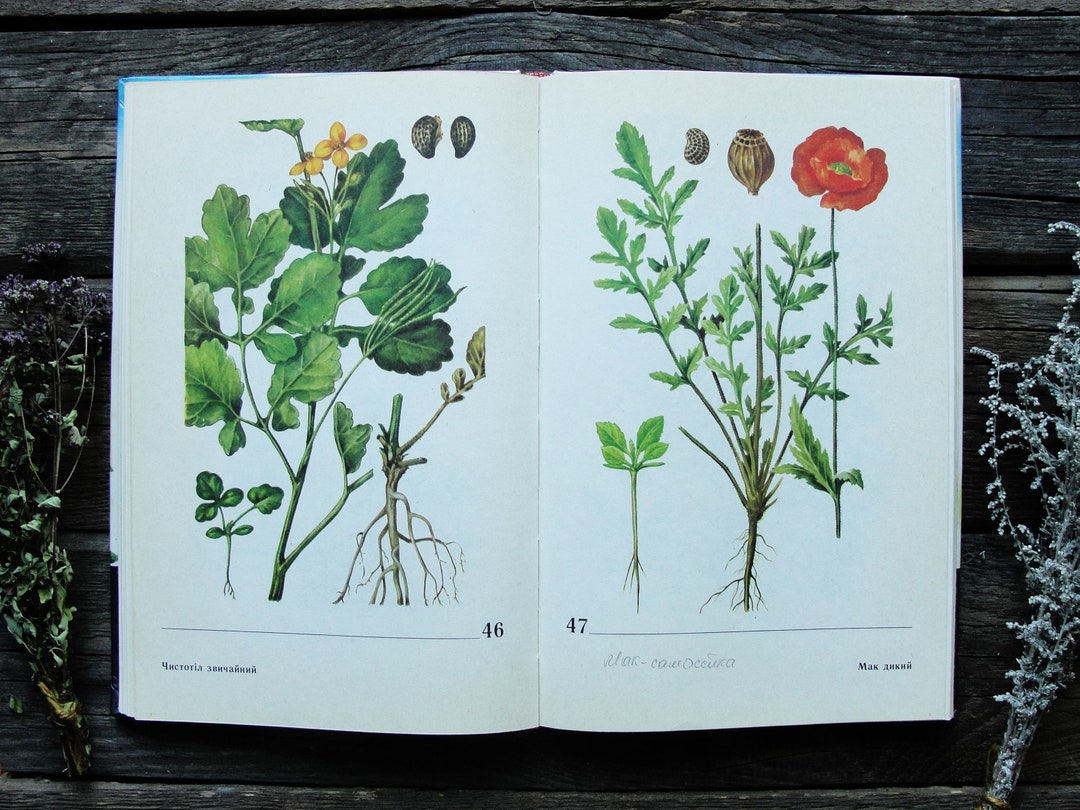 RARE! Vintage Illustrated Botanical Book, 1988, Atlas-identifier of ...