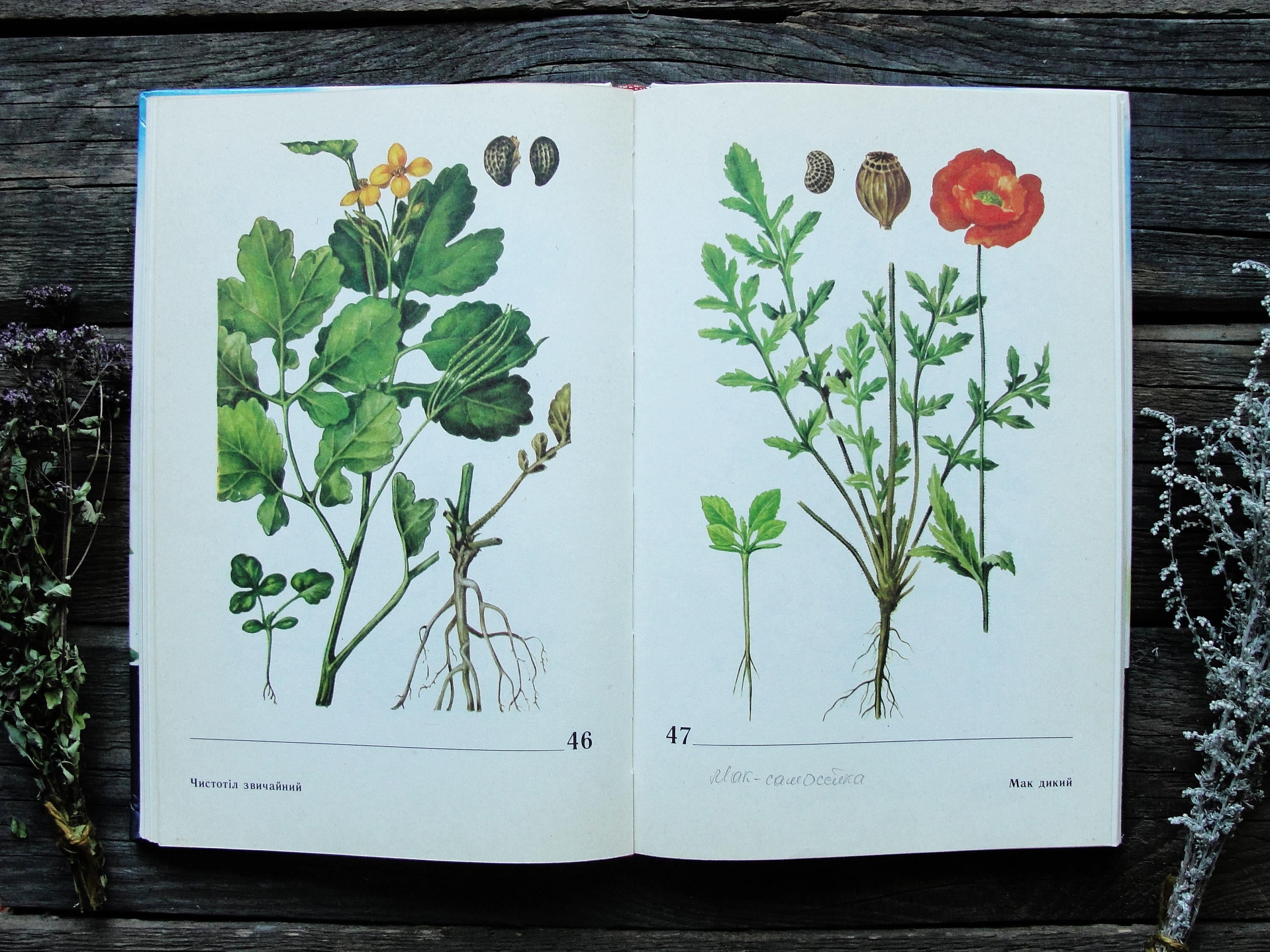RARE Vintage Illustrated Botanical Book 1988 - Etsy Singapore