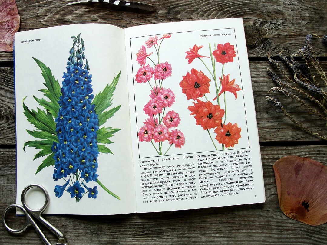 Garden Flower Delphinium, Vintage Botanical Book, 1992, Ornamental ...