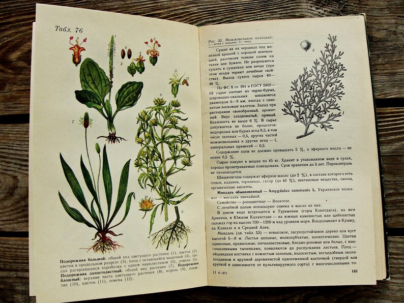 Healing Herbs Guide Book Vintage Illustrated Botanical Book | Etsy