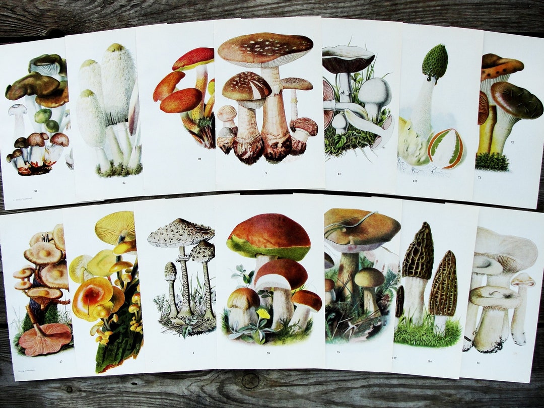 Vintage Mushroom Book Pages Set of 14, Botanical Prints Kit, Fungi ...
