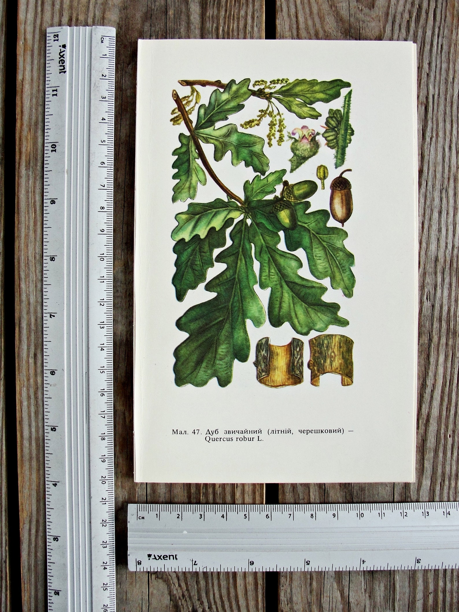 Forest Trees Art Print Set of 8 Vintage Botanical Book Pages - Etsy