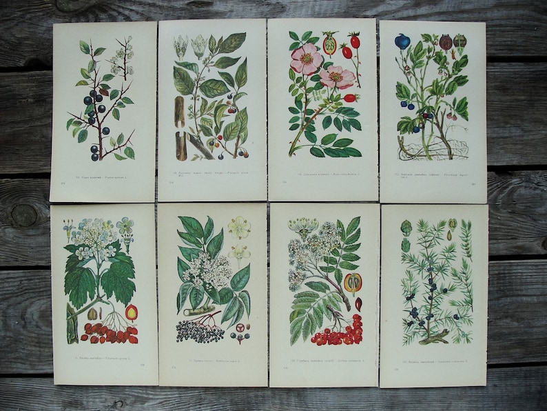 Wild Berry Illustrations Set of 16 Vintage Botanical Book - Etsy