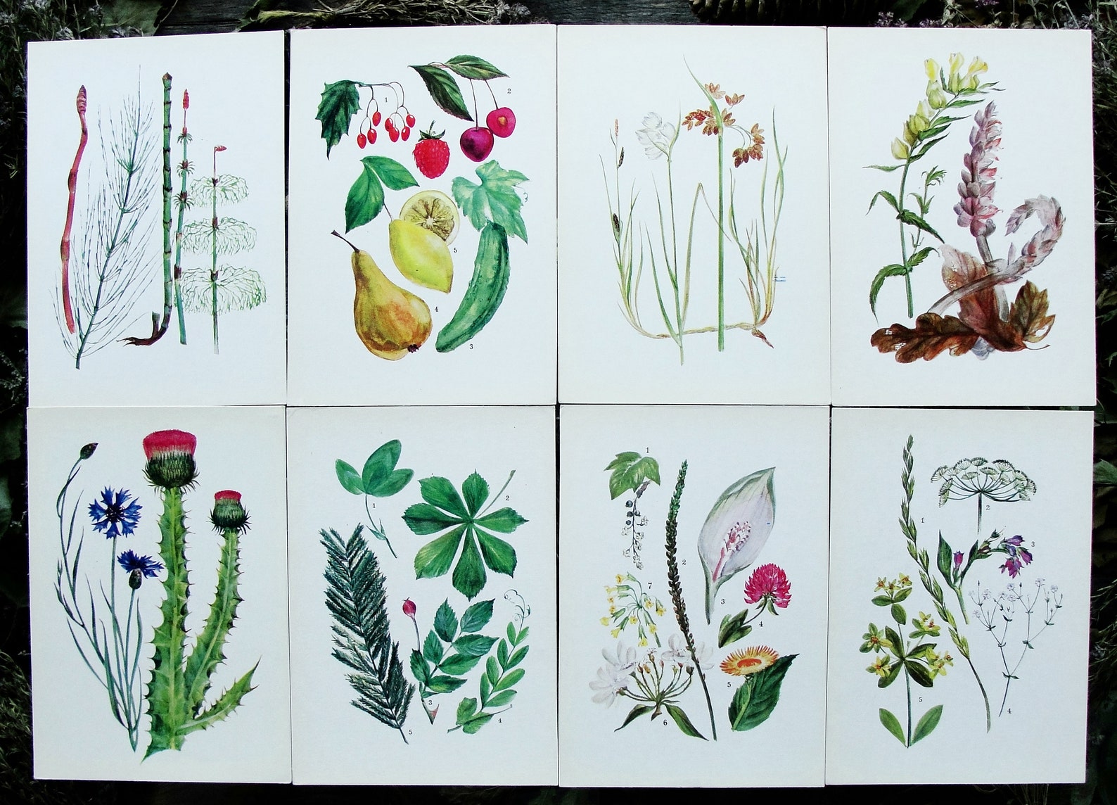 Botanical Vintage Cards Set di 32 Cartoline botaniche 1980 - Etsy Italia