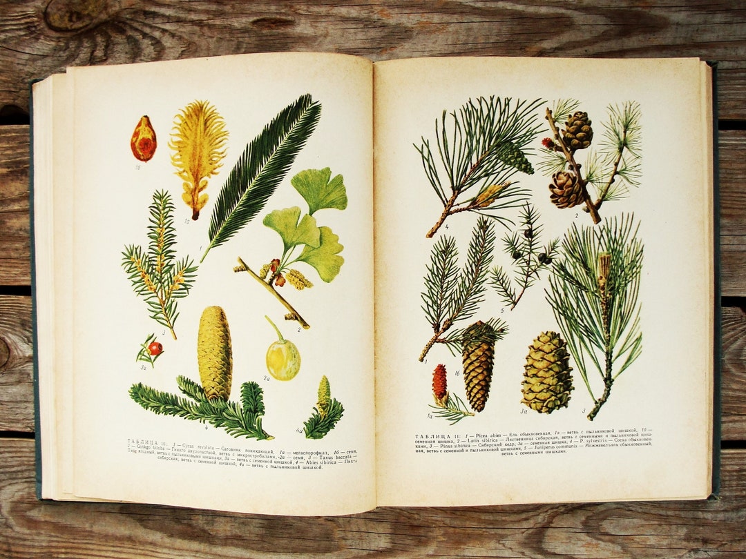 Botanical Atlas, 149 Color Plates, Vintage Botanical Book in Russian ...